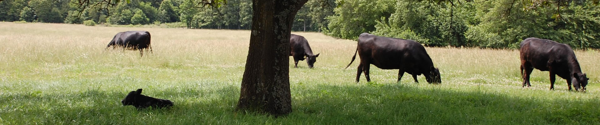 beef cattle grazing - Dittmer Meats