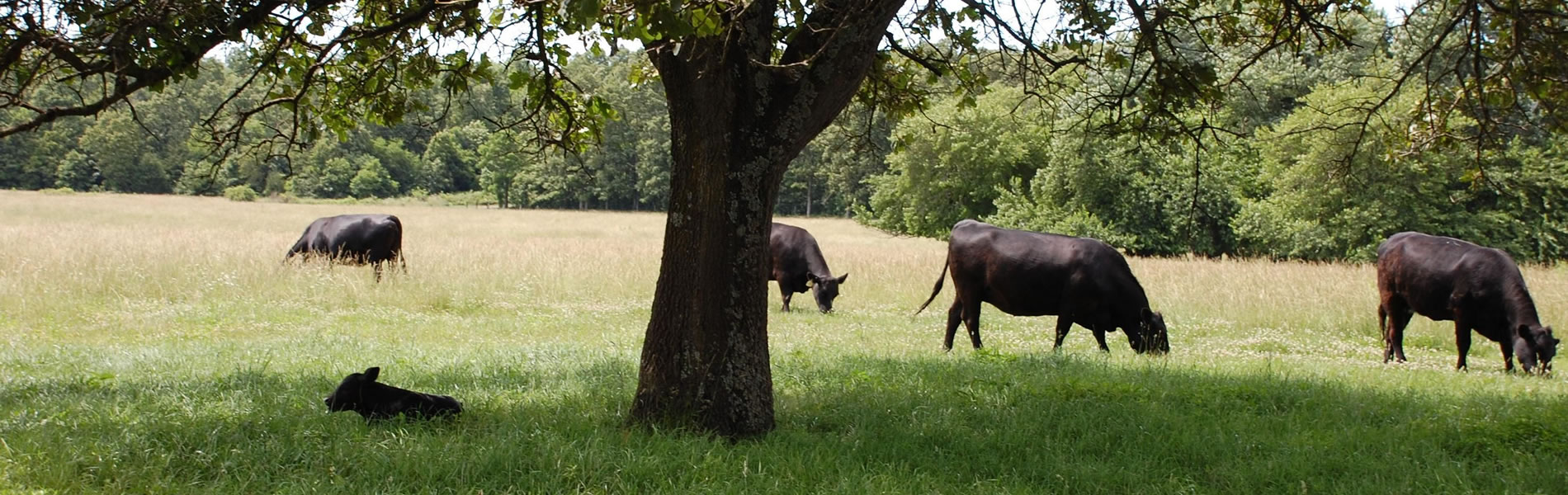 beef cattle header v2 - Dittmer Meats